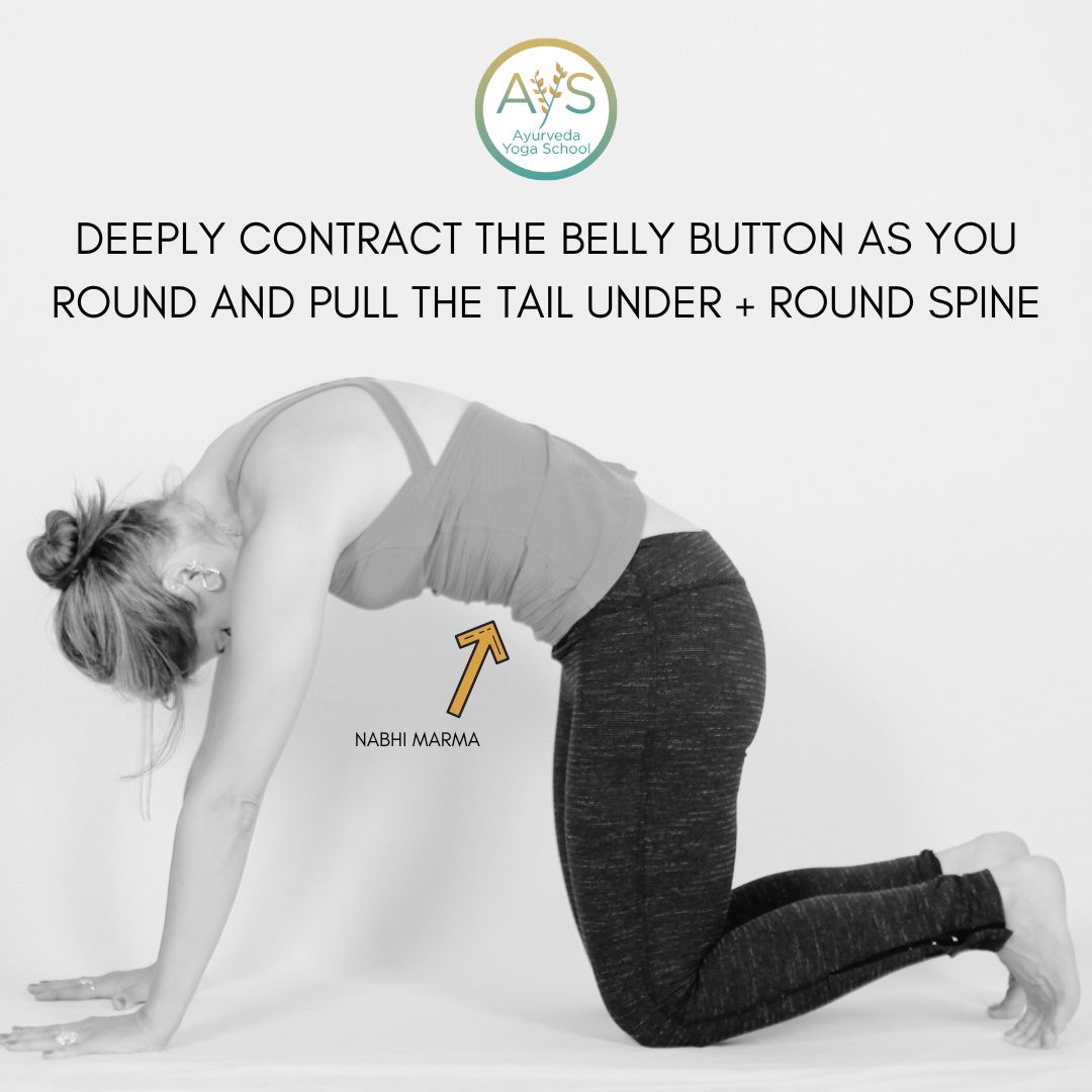 Ayurveda Yoga School | Exploring the Power of Nabhi Marma + Yoga